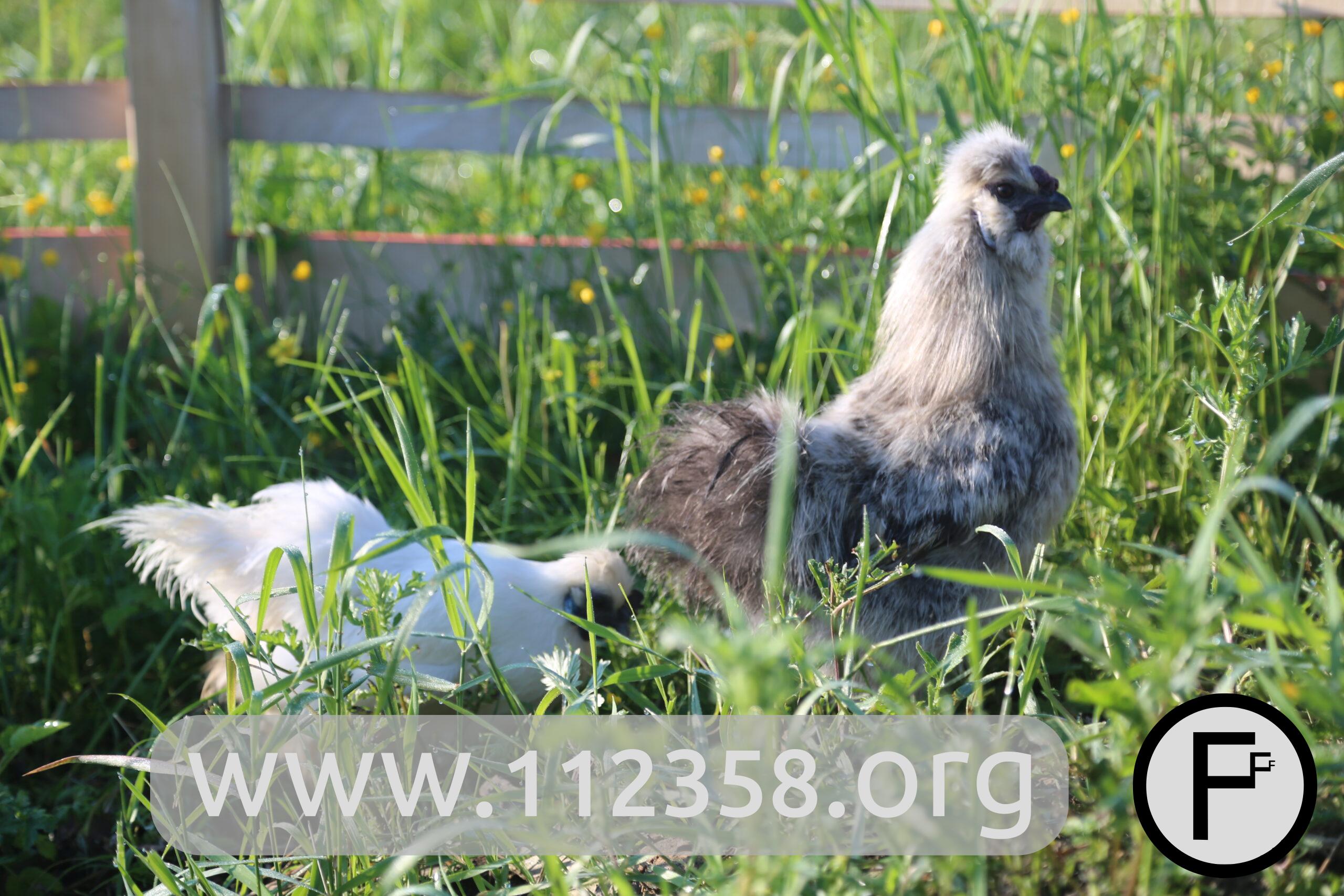 Kurnik dla kur rasy Silka - Galeria Fraktale